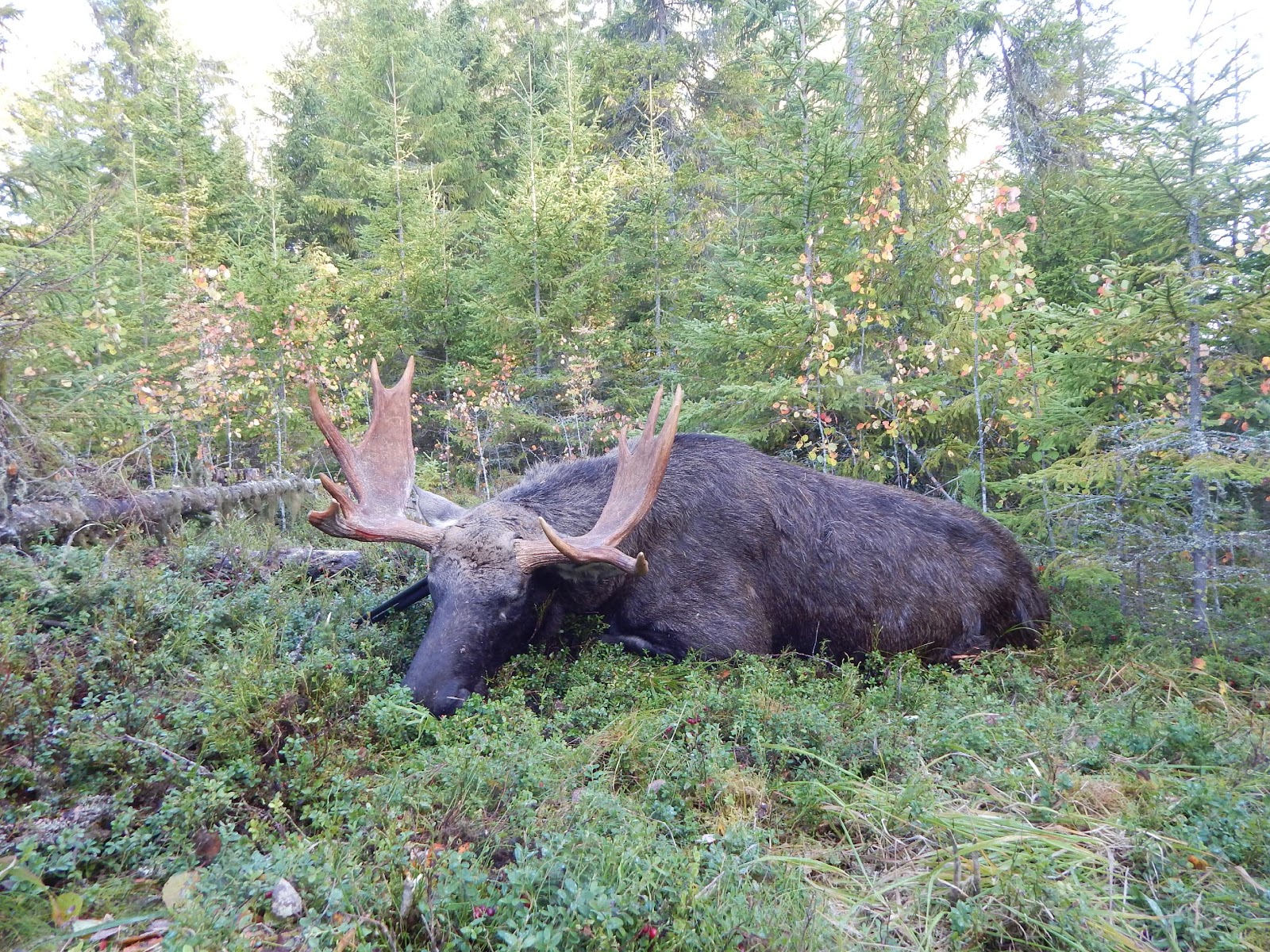 Moose Hunting in Russia with Sergei Shushunov